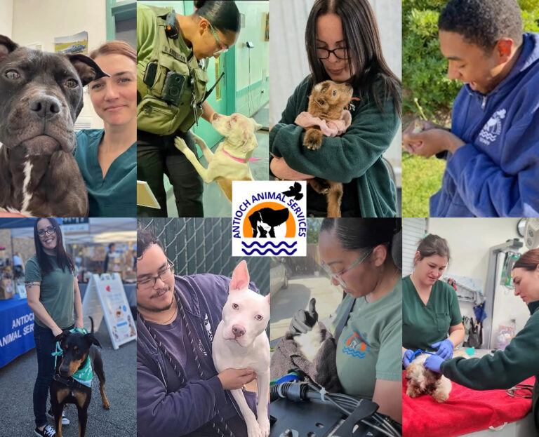 Antioch Police, Animal Services recognize National Animal Care ...